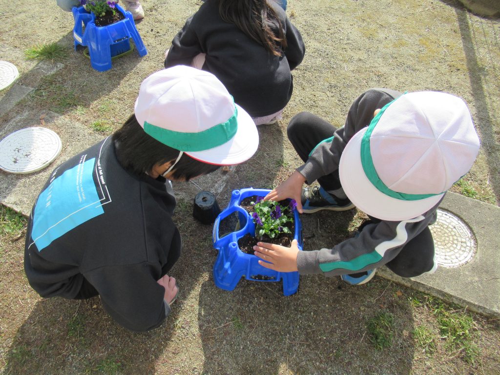 きれいなビオラを植えました！（1年生） | 美濃加茂市立加茂野小学校